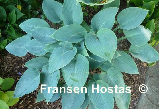 Hosta Canadian Blue - Fransen Hostas